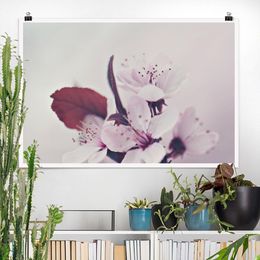 Bilderwelten Poster Blumen rosa Motiv matt gl&auml;nzend selbstklebend - Kirschbl&uuml;tenzweig Altrosa - Kirschbl&uuml;te Wohnzimmer Schlafzimmer