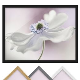 Bilderwelten Bild mit Rahmen Blumen weiss Motiv inkl. Rahmung - Anemonenbrise - Deko Wohnzimmer Schlafzimmer