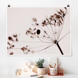 Bilderwelten Poster Blumen beige Landhaus matt gl&auml;nzend selbstklebend - Makroaufnahme Trockenblume im Schatten - Gr&auml;ser Wohnzimmer Schlafzimmer