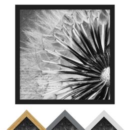 Blumen Bild mit Rahmen Pusteblume Schwarz & Wei&szlig;
