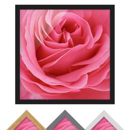 Bilderwelten Bild mit Rahmen Blumen pink Motiv inkl. Rahmung - Lustful Pink Rose - Deko Wohnzimmer Schlafzimmer