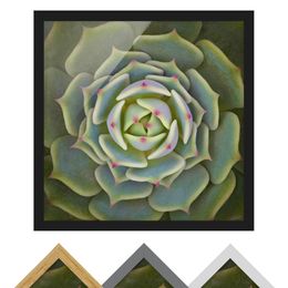 Bilderwelten Bild mit Rahmen Blumen gr&uuml;n Tropisch inkl. Rahmung - Sukkulente - Echeveria Ben Badis - Pflanzen Wohnzimmer Schlafzimmer