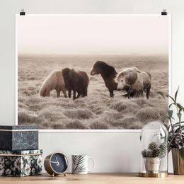 Bilderwelten Poster Tiere braun Motiv matt gl&auml;nzend selbstklebend - Island Wildpferde - Pferde Wohnzimmer Schlafzimmer