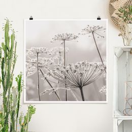 Bilderwelten Poster - Postergalerie - hochwertige Kunstdrucke - Bilderwand - Doldenblüten im Frost