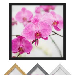 Blumen Bild mit Rahmen Nahaufnahme Orchidee