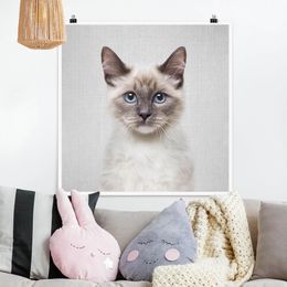 Bilderwelten Poster Tiere schwarz weiss Motiv matt gl&auml;nzend selbstklebend - Siamkatze Sibylle - Katze Kinderzimmer Baby M&auml;dchen Jungen