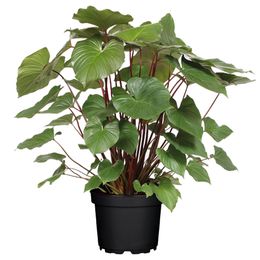 toom Herzblattpflanze 'Maggie' 24 cm Topf