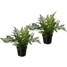 Kunstpflanze Farn, Creativ green, Höhe 25 cm, 3er Set, im Kunststofftopf, grün