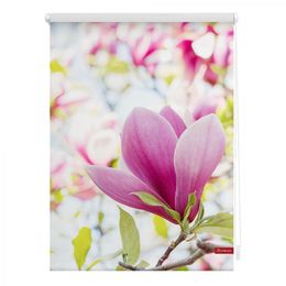 LICHTBLICK Rollo Klemmfix, ohne Bohren, blickdicht, Magnolie - Rosa, 90 x 150 cm (B x L)