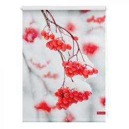 LICHTBLICK Rollo Klemmfix, ohne Bohren, blickdicht, Vogelbeeren - Rot Weiß, 80 cm x 150 cm (B x L)