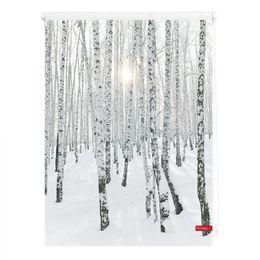 LICHTBLICK Rollo Klemmfix, ohne Bohren, blickdicht, Birkenwald - Weiß, 80 x 150 cm (B x L)