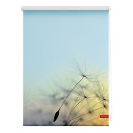 LICHTBLICK Rollo Klemmfix, ohne Bohren, blickdicht, Pusteblume - Blau, 60 x 150 cm (B x L)