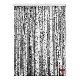 LICHTBLICK Rollo Klemmfix, ohne Bohren, blickdicht, Birken - Schwarz Weiß, 120 x 150 cm (B x L)