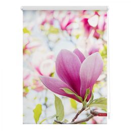 LICHTBLICK Rollo Klemmfix, ohne Bohren, blickdicht, Magnolie - Rosa, 60 x 150 cm (B x L)