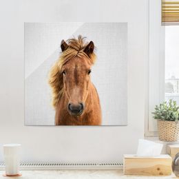 Glasbild Pferd Pauline