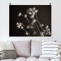 Bilderwelten Poster Blumen schwarz weiss Tropisch matt gl&auml;nzend selbstklebend - G&auml;nsebl&uuml;mchen Studie - Pflanzen Wohnzimmer Schlafzimmer