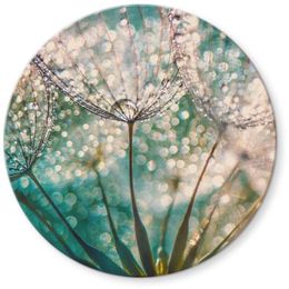 K&L WALL ART Bedrucktes Sicherheitsglas Wandbild Rund Glasbild Delgado Fotografie funkelnde Pusteblume ø 50cm - blau