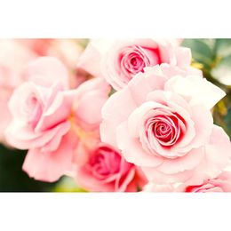 Rose xxl 5 fototapete blumen natur rosen 267 x 400 cm (4 Teile) Online Fototapeten bestellen - 267 x 400 cm (4 Teile) - Pink / Rosa, Weiß
