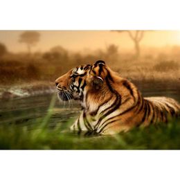 Tiger xxl 5 fototapete tiere tiger natur 267 x 400 cm (4 Teile) Fototapeten Online-Shop - 267 x 400 cm (4 Teile) - Grün, Orange / Terrakotta