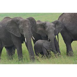 Tansania xxl World Trip fototapete elefant tiere 267 x 400 cm (4 Teile) Fototapeten online entdecken - 267 x 400 cm (4 Teile) - Grau, Grün