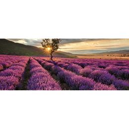 Leinwand Bild mit Lavendelfeld | Lila Wandbild mit Lavendel und Baum Motiv ideal für Schlafzimmer | Sonnenuntergang Leinwandbild mit Provence Motiv