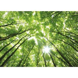 Leinwandbild mit Wald Motiv | Wandbild mit Bäumen ideal für Schlafzimmer und Büro | Grünes Leinwand Bild mit Wald und Sonnenstrahlen - 0,7 x 0,5 m