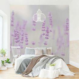 MICASIA Fototapete - Sommer im Lavendelfeld Größe HxB: 288cm x 288cm Material: Vlies Selbstklebend