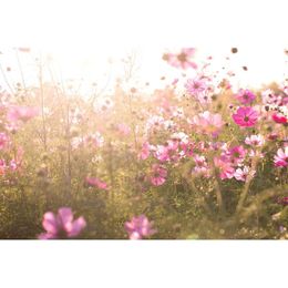 Bricoflor - Flowers xxl 5 fototapete blumen landschaft blumenwiese natur 267 x 400 cm (4 Teile) Jetzt Fototapeten günstig kaufen - 267 x 400 cm (4
