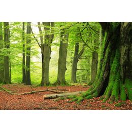 Bricoflor - Wald Fototapete grün braun | Natur Bildtapete Bäume im Laub ideal für Flur und Schlafzimmer | 3D Baum Vliestapete mit Baumstämmen - 267 x