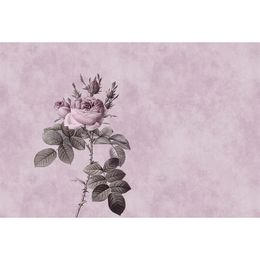 Vintage Rosen Tapete in Altrosa | Beton Fototapete mit Rose gezeichnet ideal für Schlafzimmer | Shabby Chic Vliestapete in Rosa - 270 x 400 cm (4