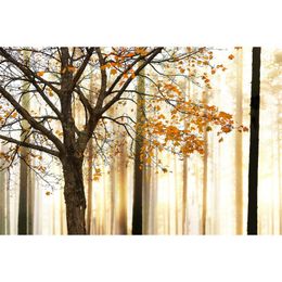 Bricoflor - Baum Tapete mit Herbstlaub | Bäume Fototapete in Orange Braun ideal für Flur und Diele | Herbst Vliestapete mit Wald Motiv - 267 x 400 cm