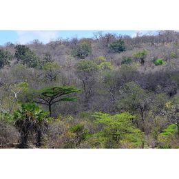 Bricoflor - 3D Tapete mit Afrika Motiv | Vlies Fototapete mit Wald Landschaft in Grün Beige | Natur Bildtapete Bäume ideal für Wohnzimmer und Flur