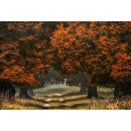 3D Fototapete mit Herbstwald | Orange rote Fototapete mit Allee und Wald Weg | Herbst Tapete mit Bäumen ideal für Schlafzimmer und Wohnzimmer - 270 x