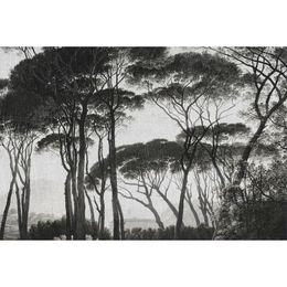 Bricoflor - Vlies Fototapete mit Bäumen | Graue Gemälde Tapete mit Wald ideal für Esszimmer und Schlafzimmer im Antik Look | Baum Fototapete im Kunst