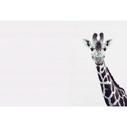 Weiße Fototapete mit Giraffe | Tier Fototapete in Schwarz Weiß ideal für Flur und Schlafzimmer | Moderne Vlies Fototapete mit Grafik Design - 270 x
