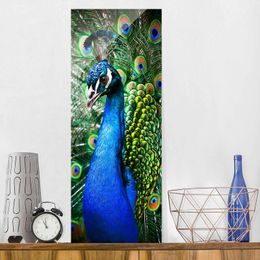 MICASIA Glasbild - Edler Pfau - Panorama Hoch Größe HxB: 80cm x 30cm