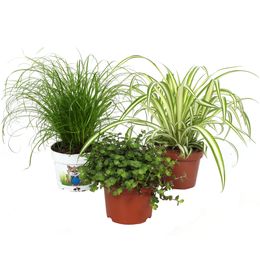 Tierfutter Pflanzen 12 cm Topf 3er-Set