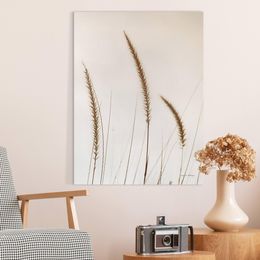 Bilderwelten Leinwandbild Feldgrass in Sepia II Wandbild S-XXL Kunstdruck Print Wohnzimmer,Schlafzimmer,Flur,Esszimmer