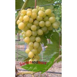 Weintraube Frumoasa Alba Ananasaroma wenig Kerne süß140