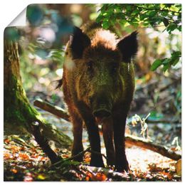 Artland Wandbild »Wildschwein«, Wildtiere, (1 St.), als Alubild, Leinwandbild, Wandaufkleber oder Poster in versch. Größen beige naturfarben