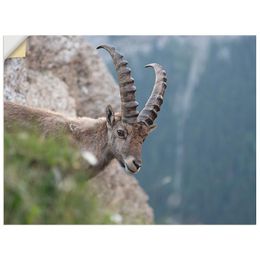 Artland Wandbild »Steinbock«, Wildtiere, (1 St.), als Alubild, Leinwandbild, Wandaufkleber oder Poster in versch. Größen braun