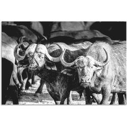 Artland Wandbild »Büffel«, Wildtiere, (1 St.), als Alubild, Leinwandbild, Wandaufkleber oder Poster in versch. Größen schwarz