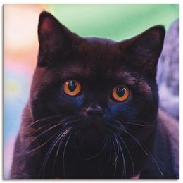 Artland Wandbild »Schwarze Britisch Kurzhaarkatze«, Haustiere, (1 St.), als Alubild, Leinwandbild, Wandaufkleber oder Poster in versch. Größen...