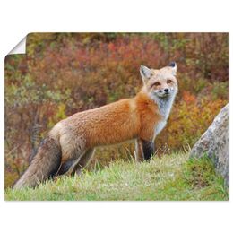 Artland Wandbild »Fuchs I«, Wildtiere, (1 St.), als Leinwandbild, Wandaufkleber oder Poster in versch. Größen braun
