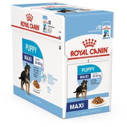 Royal Canin Maxi Welpe - Rindfleisch in Sauce - 10 Umschlge x 140 g