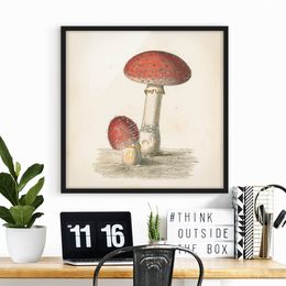Bild mit Rahmen Franz&ouml;sische Pilze II - gerahmte Wandbilder Print Kulinarisch Illustration Vintage K&uuml;che Esszimmer Wohnzimmer Beige