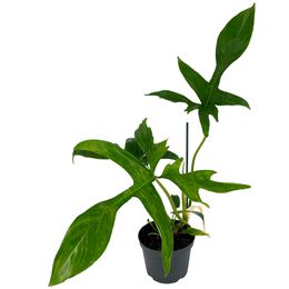 Philodendron 'Gladhands Variegata Beauty' 12 cm Topf