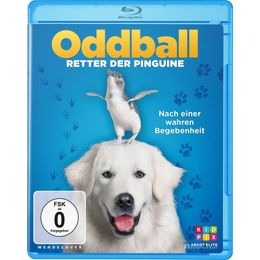 Oddball - Retter Der Pinguine (Blu-ray)