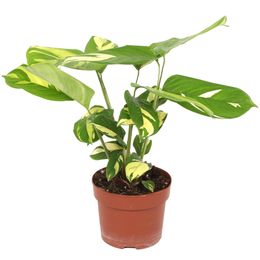 Calathea Pilosa 12 cm Topf