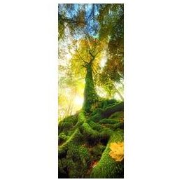 Deco-Glas Bild - Green Tree 80 x 30 cm